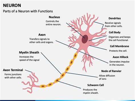 Neuron Labeled And Functions