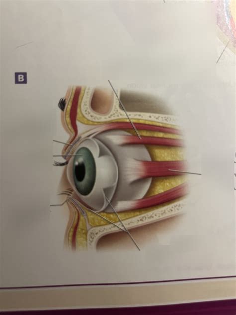 A Ear Diagram Quizlet