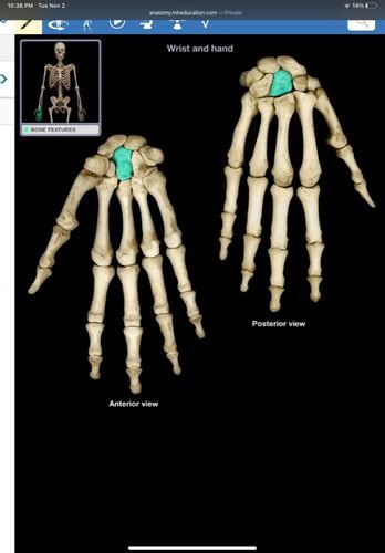 Chapter 8 Appendicular Skeleton Flashcards Quizlet