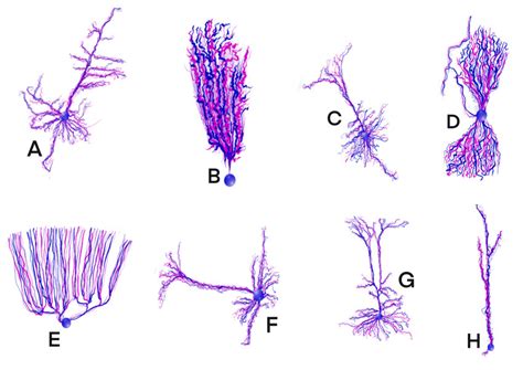 Neurons Exhibiting An Extraordinary Morphological Diversity The Shape