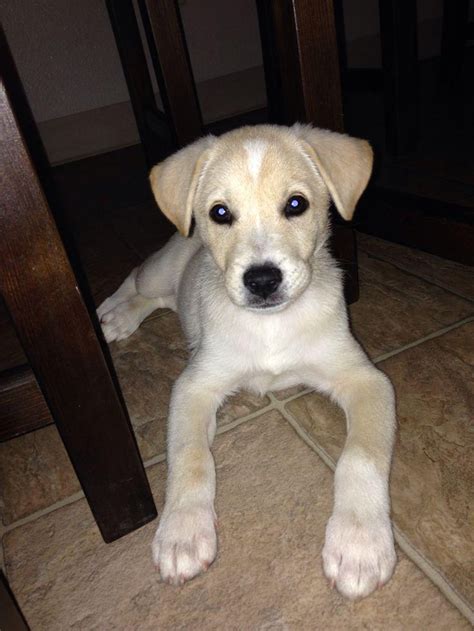 Shiba Inu Lab Mix Everything You Need To Know Prefurred