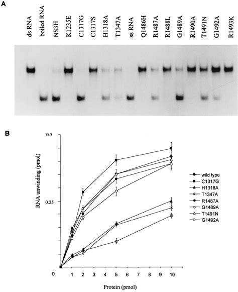 RNA Helicase Activities Of Wild Type HCV NS3 Protein And The Mutated