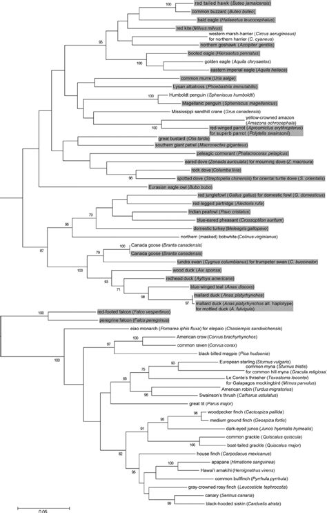 maximum likelihood phylogeny of the hosts generated from the cytochrome download scientific