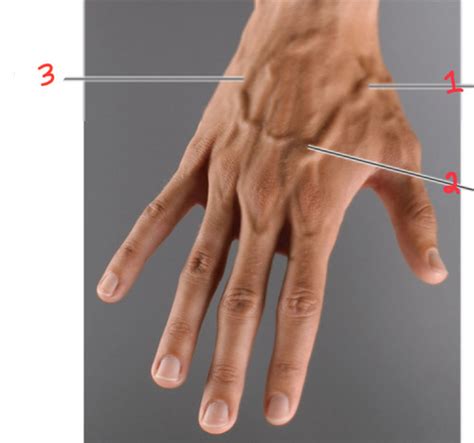 Superficial Veins Of Upper Extremity Flashcards Quizlet