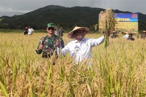 InfoPublik Pj Gubernur Papua Panen Padi Untuk Tingkatkan Ketahanan