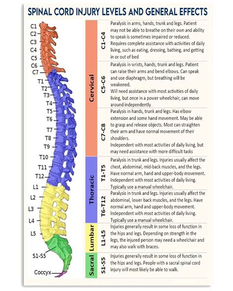 Spinal Cord Injury Levels And Function Chart