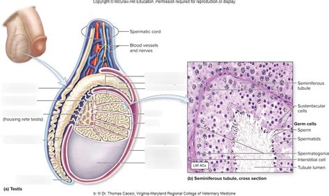 Testes And Seminiferous Tubules Diagram Quizlet