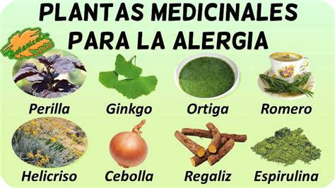 Remedios Caseros Para La Alergia En La Nariz Y Ojos Consejos Ojos