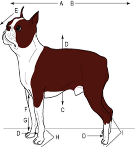 Vet Med Directional Terms Diagram Quizlet