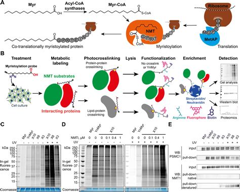 Discovery Of Lipid Mediated Proteinprotein Interactions In Living