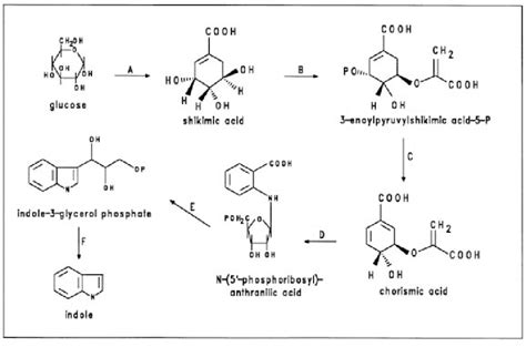 Biosynthetic Steps In The Shikimic Acid Tryptophan Pathway Enzymes In