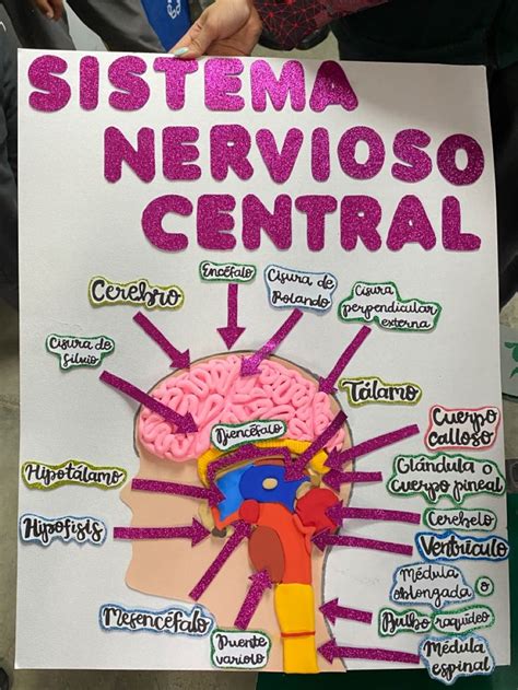 Cerebro Maqueta Del Sistema Nervioso NBKomputer