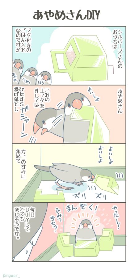 文 新木南生 on Twitter あやめさんDIY Buncho javasparrow 文鳥 https t co
