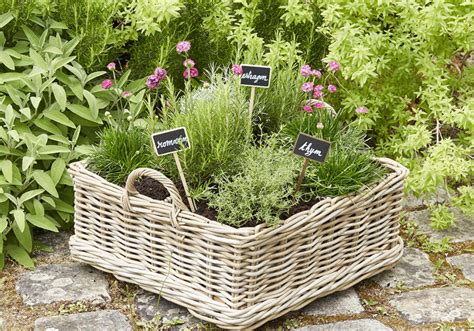 Cultiver Les Plantes Aromatiques Les 12 Indispensables