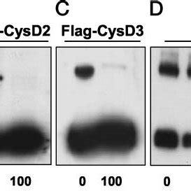 SDS PAGE Of IP Pellets Of 75 Se Labeled Cells Transiently Expressing Wt
