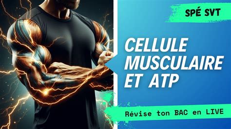 Révisions BAC spé SVT CELLULE MUSCUL ATP YouTube
