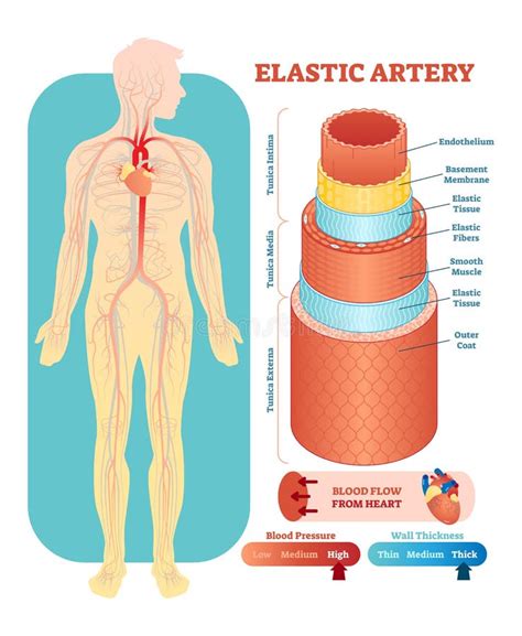 Blood Vessel Types Anatomical Diagram Medical Scheme Circulatory