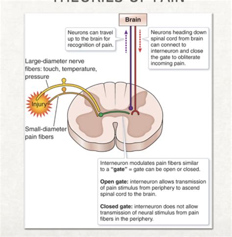 Pain Flashcards Quizlet