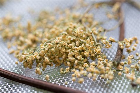 Holunderblüten Rezepte SalzburgerLand Magazin
