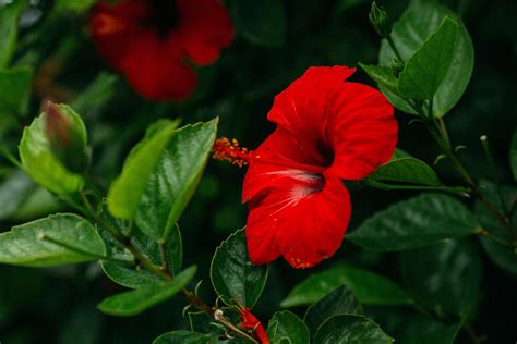 Hibiscus rosa sinensis características uso medicinal e muito mais