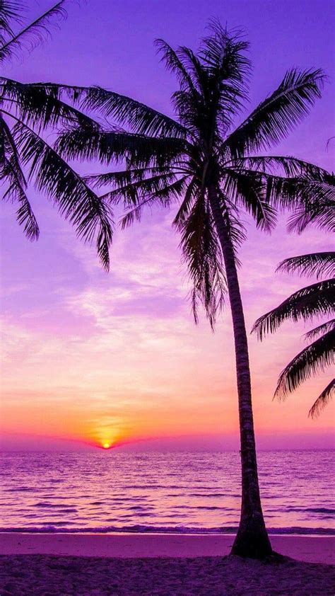 Aesthetic Palm Tree Wallpaper Sunset