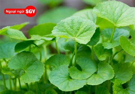 Tìm hiểu về rau má tiếng trung là gì