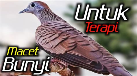 Perkutut Lokal Gacor Suara Besar Juara Youtube