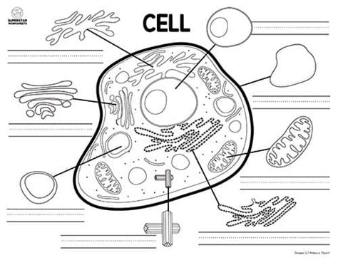 Labeling A Cell Worksheet