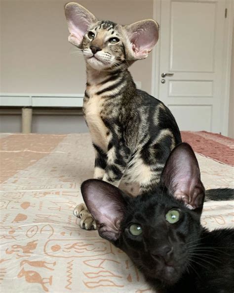 Two Cats Sitting On Top Of A Bed Next To Each Other