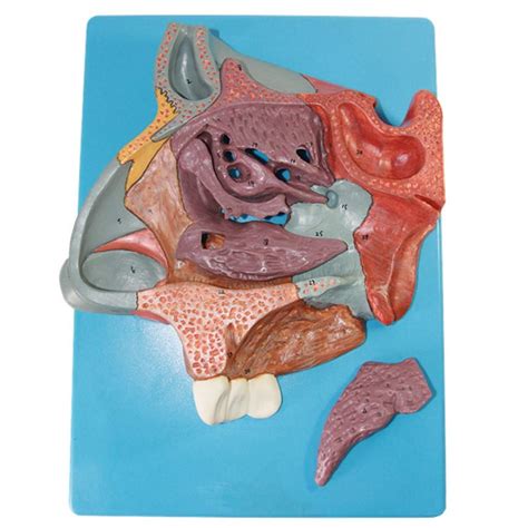Buy Fxq Anatomical Nasal Cavity Model Turbinate In The Lateral Wall
