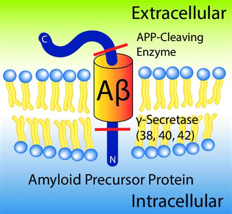 Schematic Of Amyloid Precursor Protein In Its Original Position
