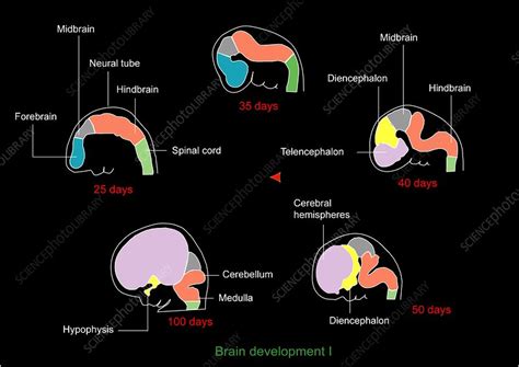 Brain Development In Womb