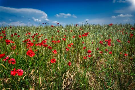 Mohn Klatschmohn Mohnblume Kostenloses Foto Auf Pixabay Pixabay