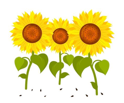 Tres Girasoles En Estilo De Dibujos Animados Vector Premium