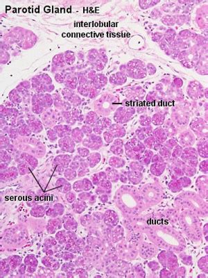 Histology Slides Database Human Parotid Glands Histology