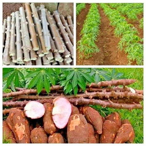 Cara Menanam Ubi Kayu Agar Berbuah Banyak Dan Besar