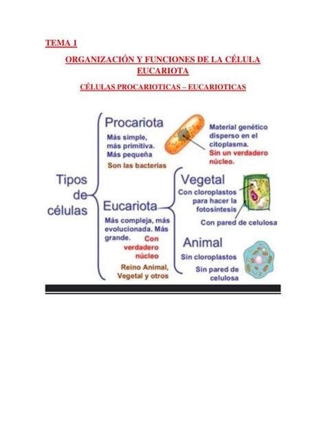 Organización y función de la célula eucariota joel leon uDocz