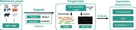 the efficient phasing and imputation pipeline of low‐coverage whole genome sequencing data using