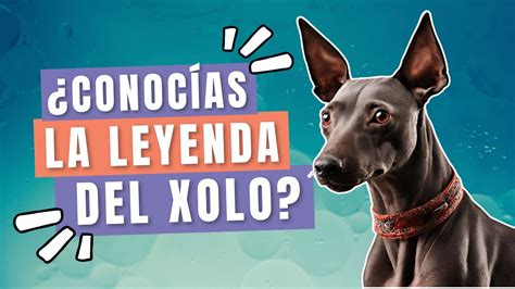 La Leyenda Del Xoloitzcuintle El Perro Azteca YouTube