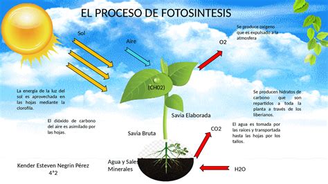 soborno Sandalias Nuestra compañía esquema de la fotosíntesis de las