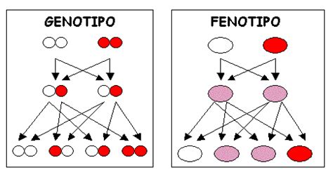 Genotipo La guía de Biología
