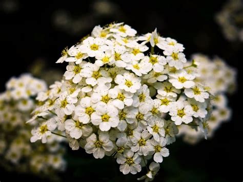 300 Types Of Flowers With Names From A To Z And Pictures Artofit