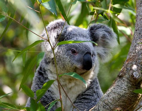 100 Koala Bear Pictures Wallpapers
