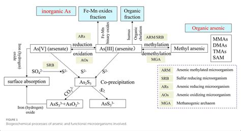 Figure 1 From Biogeochemical Behavior And Pollution Control Of Arsenic