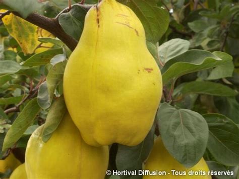 Pourquoi et comment chauler les arbres fruitiers Silence ça pousse