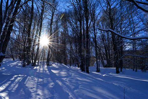 Kostenlose Foto Landschaft Baum Natur Wald Ast Berg Schnee