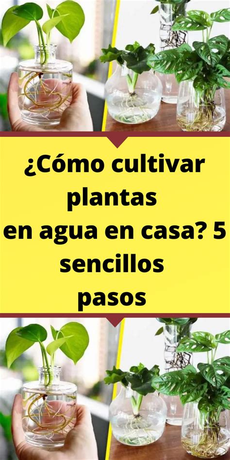 Cómo cultivar plantas en agua en casa 5 sencillos pasos Beautiful