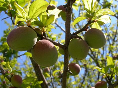 ウメの実がならない理由は 初心者の果樹栽培庭植え鉢植えで大収穫