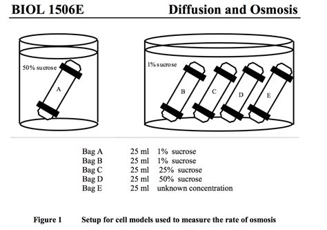 Solved Osmosis Lab Procedure 1 Take Out The Dialysis Bag Chegg