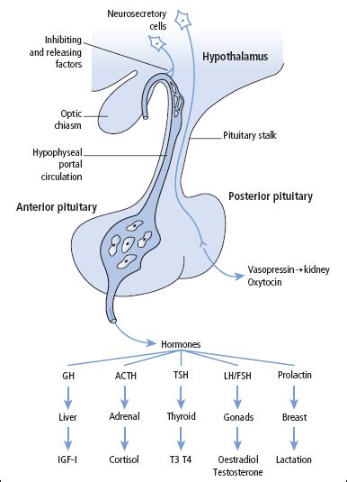 Hypothalamus Functions Hypothalamus Hormones And Disorders